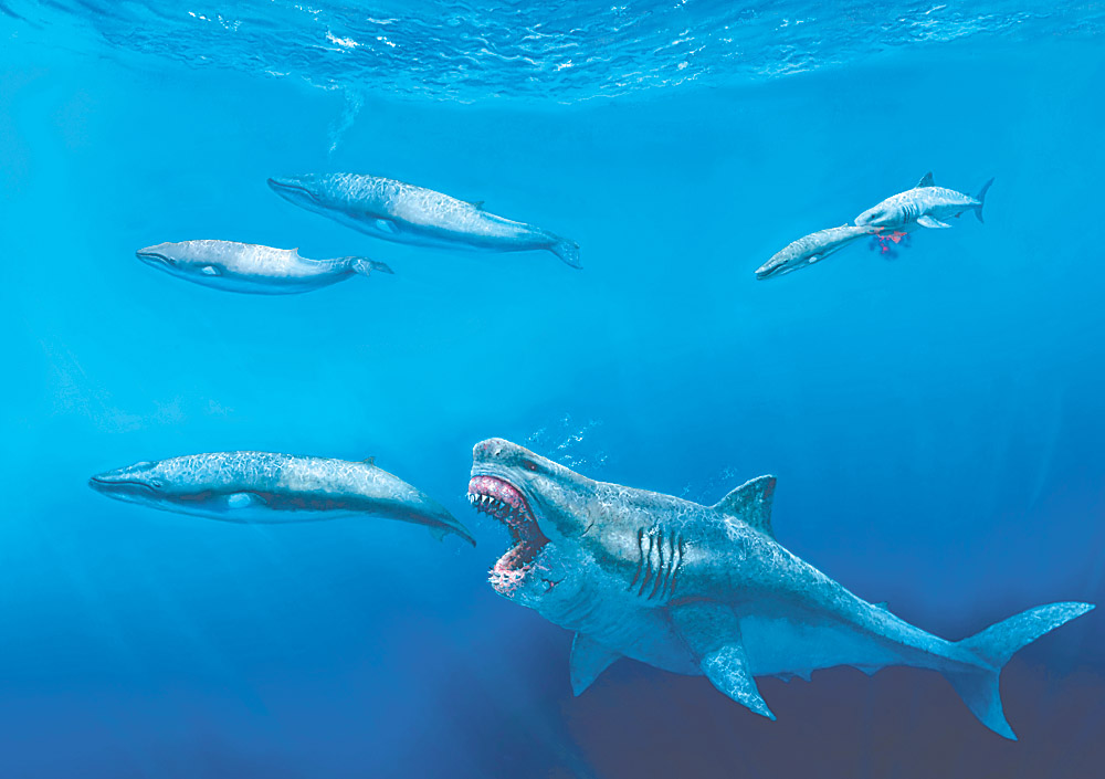 Scientists create 3D model of megalodon | News, Sports, Jobs - Altoona ...